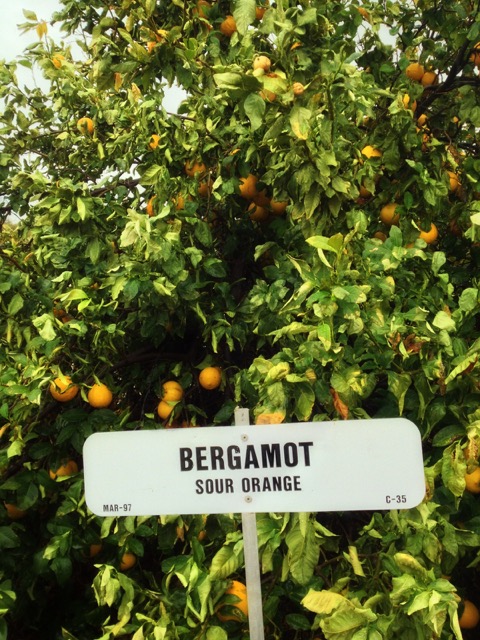 What is Bergamot Orange? – My Favourite Pastime