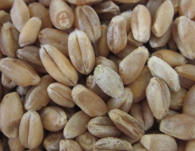 What is Hard Wheat Kernel? – My Favourite Pastime