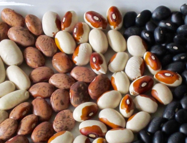 The common bean: Phaseolus vulgaris and other beans – My Favourite Pastime