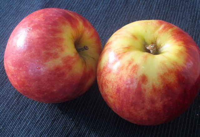 Jonagold Apple – My Favourite Pastime