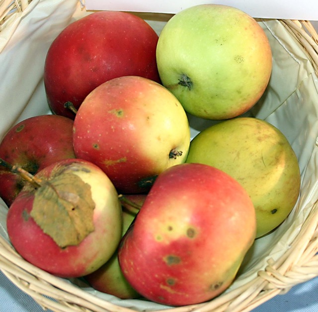 Jonathan Apple – My Favourite Pastime