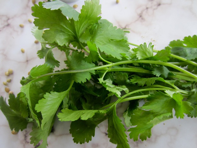 What is Coriander Leaf (Cilantro)? – My Favourite Pastime