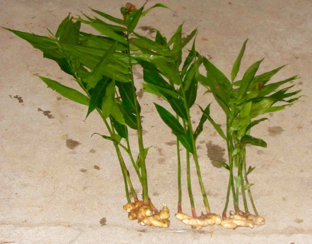 What is Ginger? – My Favourite Pastime
