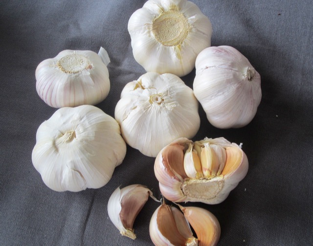 What is Elephant Garlic? – My Favourite Pastime