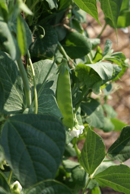 What is Snow Pea? – My Favourite Pastime