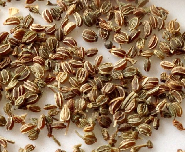 What is Celery Seed? – My Favourite Pastime