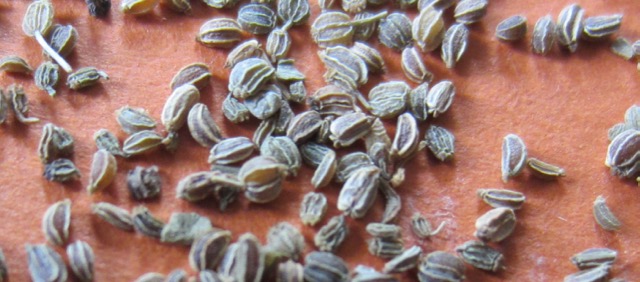 What is Celery Seed? – My Favourite Pastime