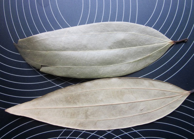 What is Indian Bay Leaf? – My Favourite Pastime