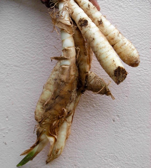 What is Arrowroot Powder? – My Favourite Pastime