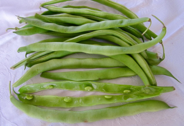 Flat Italian String Beans 6 Pack) Allens Canned Cut Italian Green