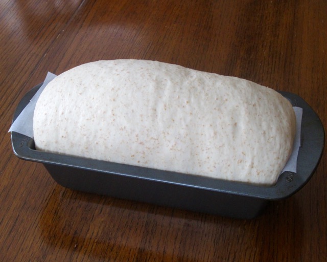 Easy Half Whole Wheat Bread – My Favourite Pastime